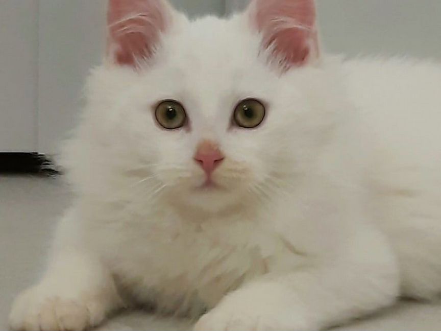 Котята в самые добрые руки