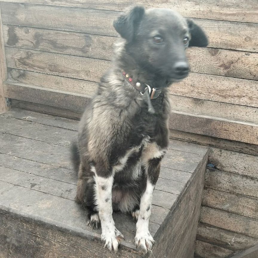 Взрослая собака в добрые руки