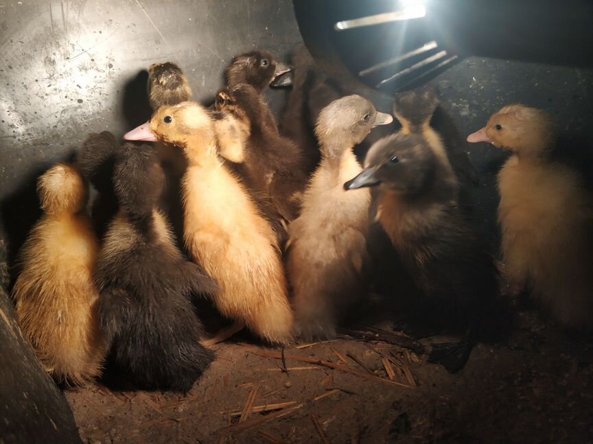 Утки индийский бегунок