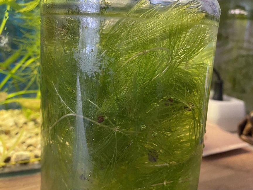 Трава для аквариума