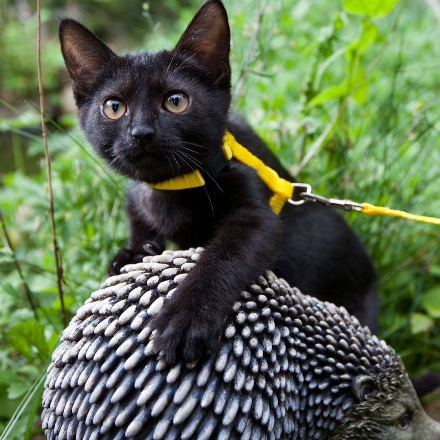 Котёнок (девочка) в добрые руки