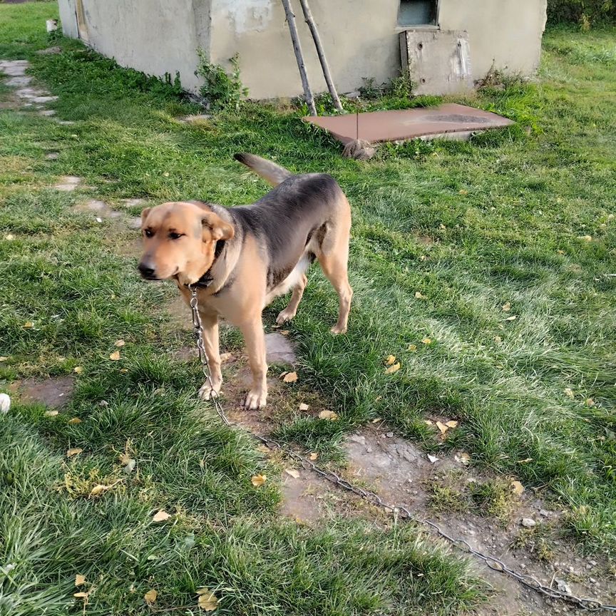 Собака в добрые руки