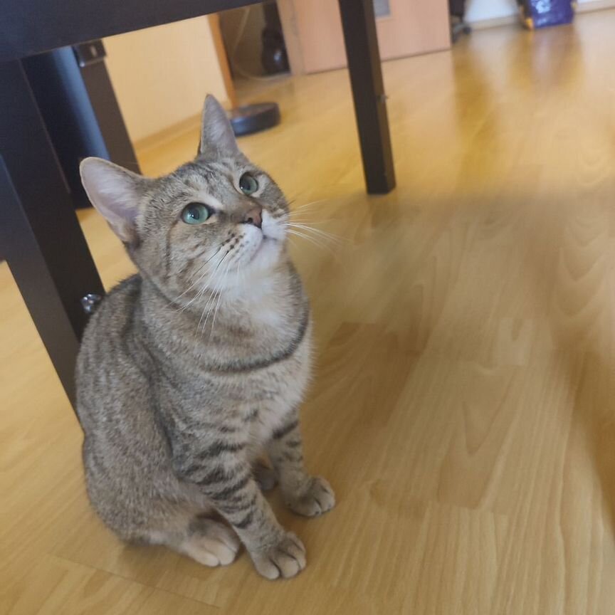 Мусенька ждёт,что её заметят и полюбят. Ищем дом