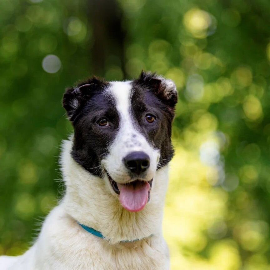 Собака в добрые руки