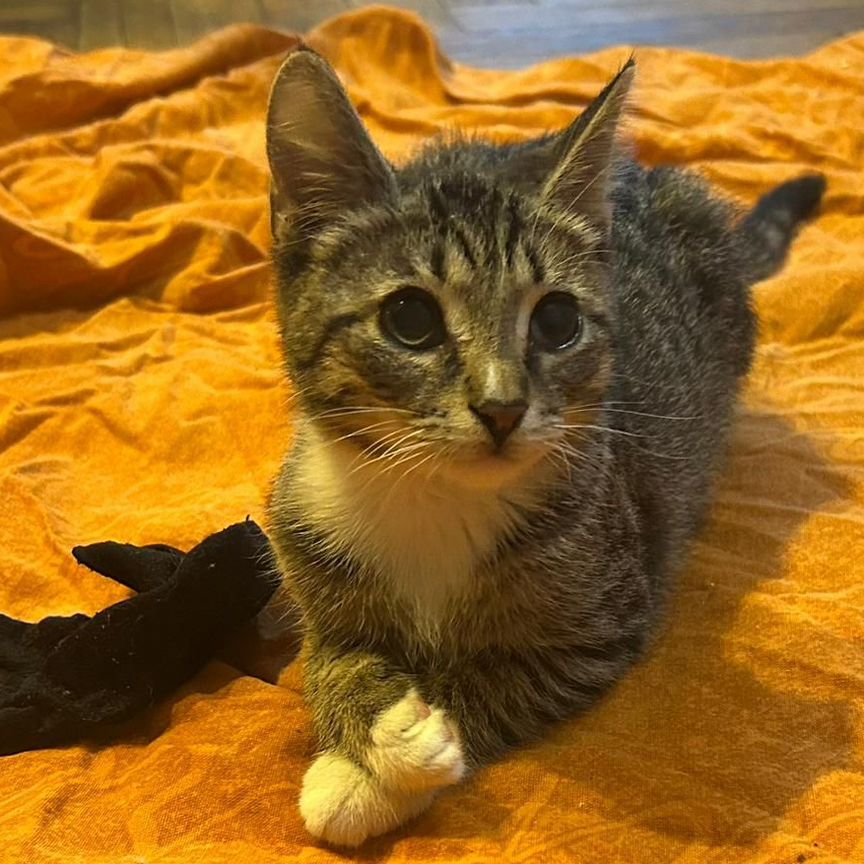 Котёнок
