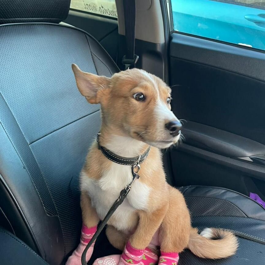 Малышка Герда, щенок из Якутска