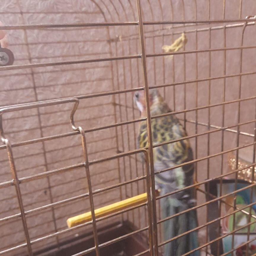 Мка и самец 1 год ' с домиком и клеткой