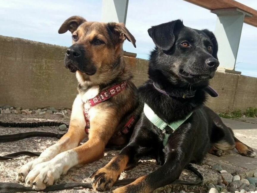 Черри: небольшая собака/приют/бесплатно