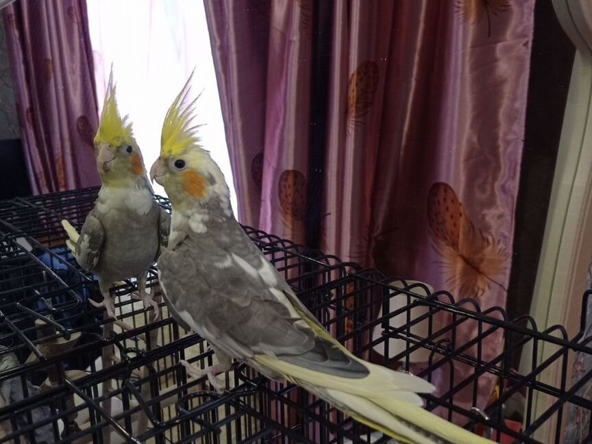 Попугай карела