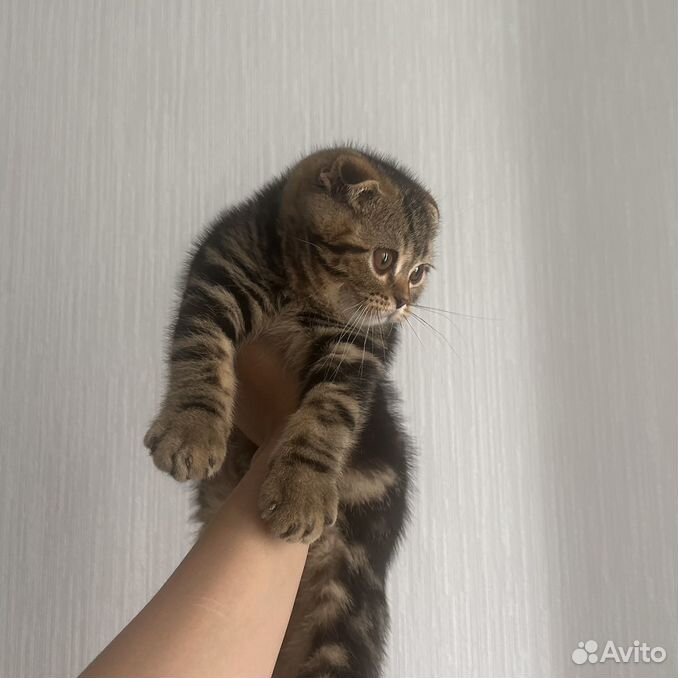 Шотладский котенок