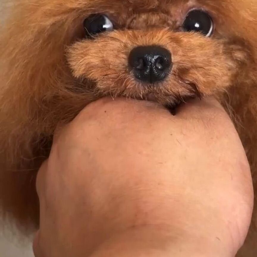 Мальчик в разведение