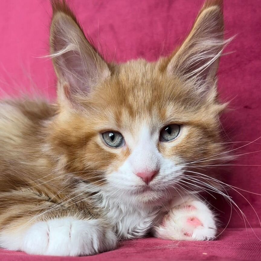 Мальчик полидакт