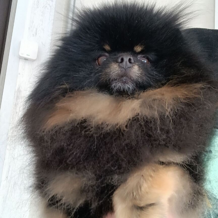 Померанский шпиц, взрослый пёс