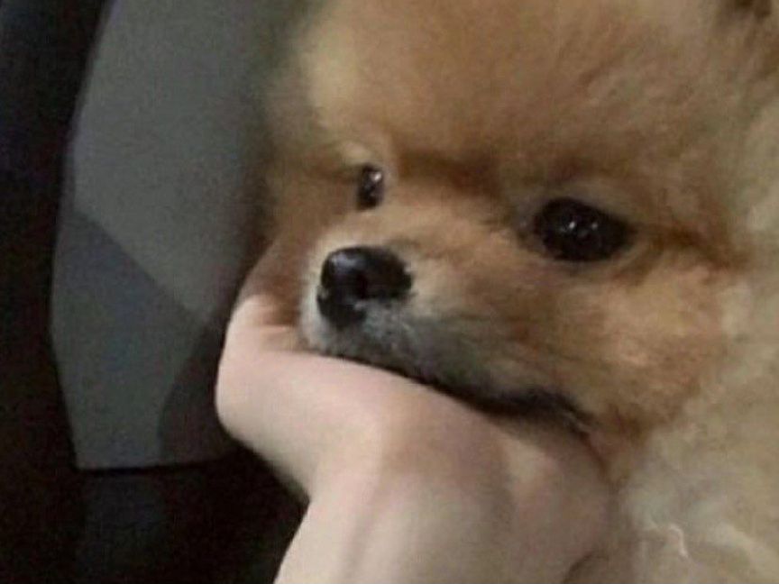 Вязка шпиц мальчик не продажа