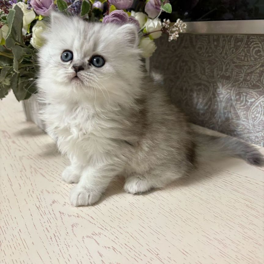 Котята серебристая шиншилла
