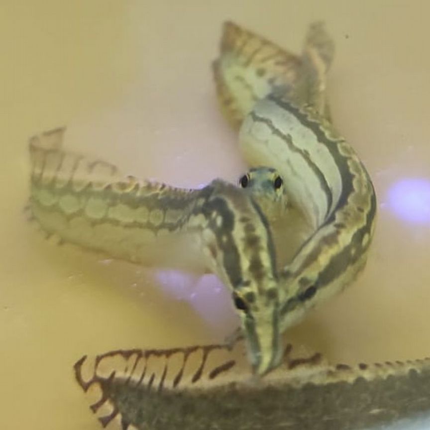 Мастоцембел пантера рыбки аквариумы в магазине