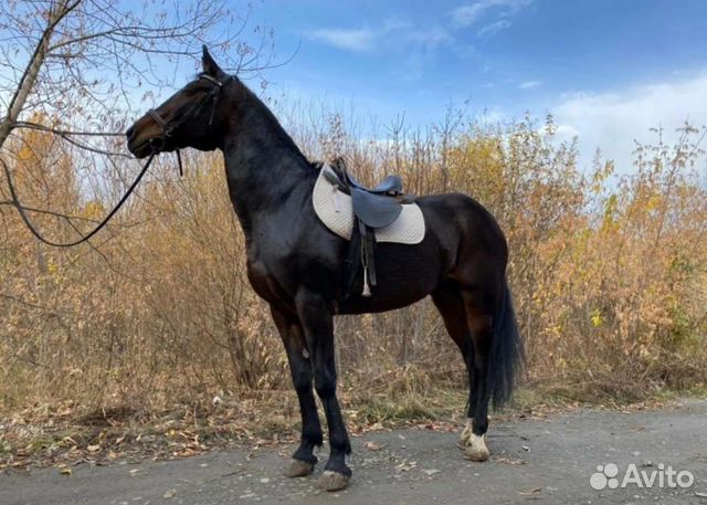 Продажа разного уровня лошадей купить в Екатеринбурге | Животные и ...