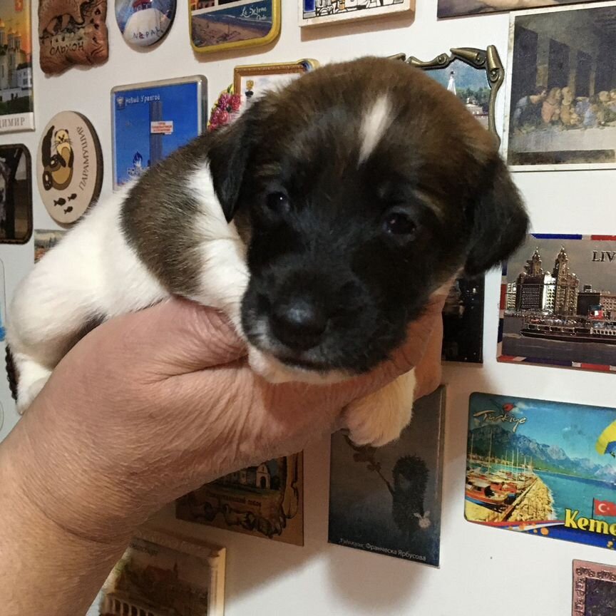 Две чудесные девочки фокстерьера