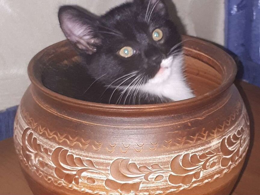 Котенок ищет дом
