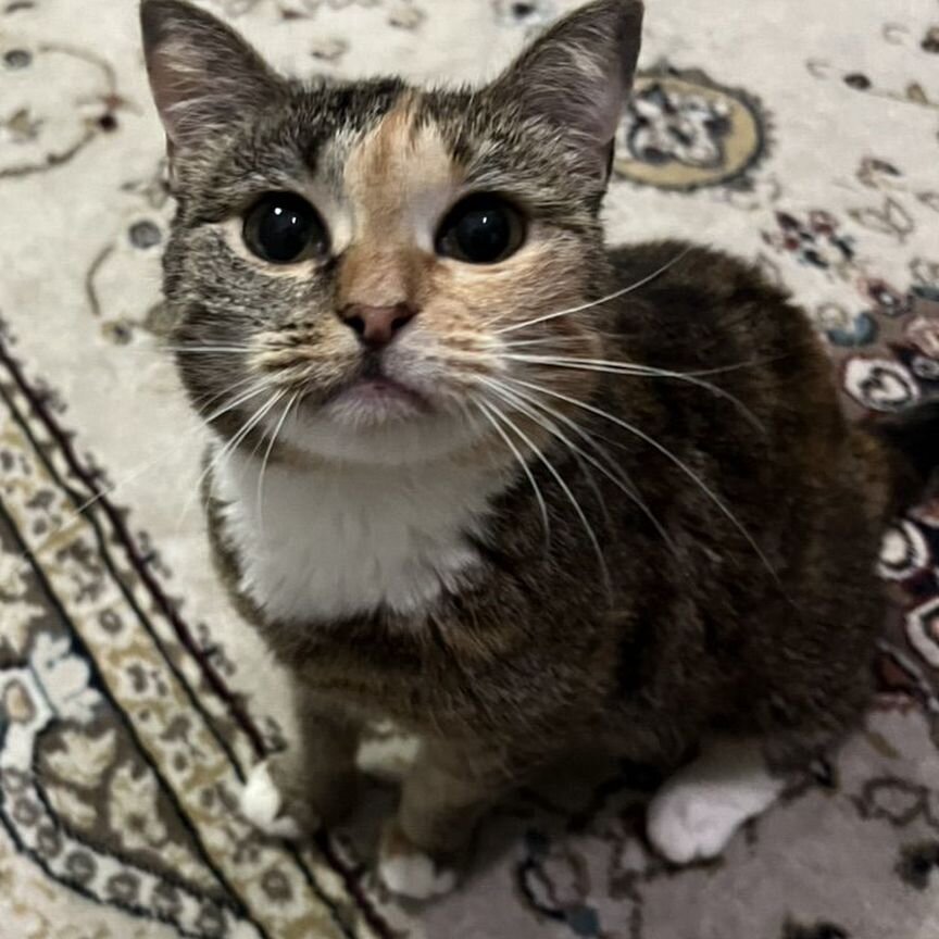 Кошка Маруся