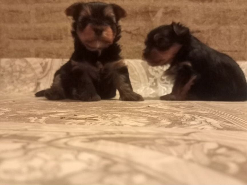 Йоркширский терьер щенки