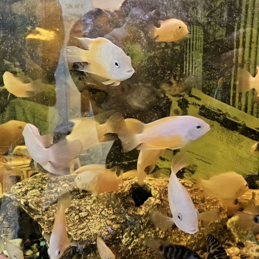 Рыбки цихлиды