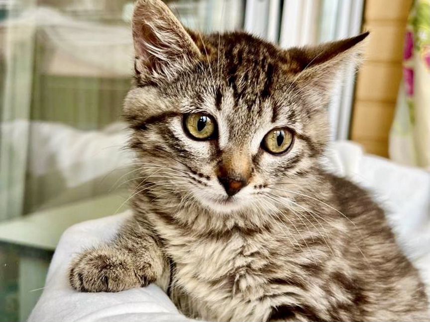 Котенок Тутси - полосатая девочка в добрые руки