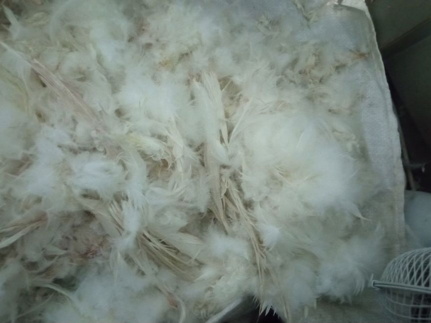 Свежайший утиный пух-перо