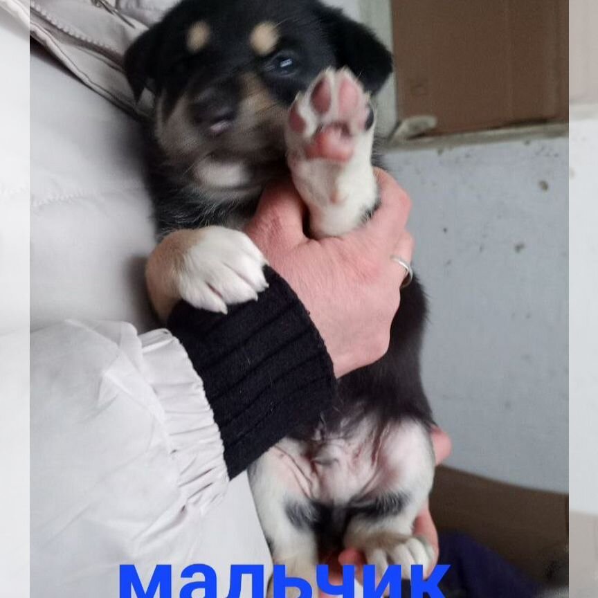 Щенок в добрые руки