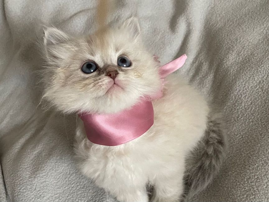 Невский маскарадный котенок