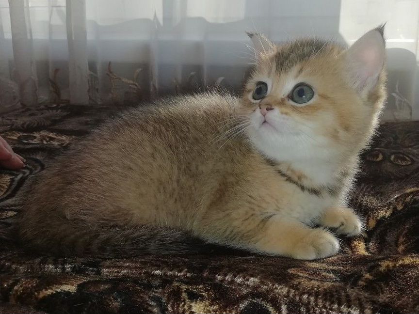 Шиншилловые котята скоттиш страйт