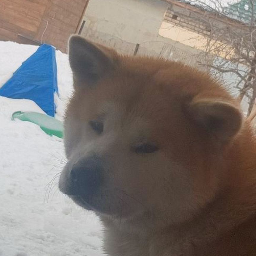 Вязка