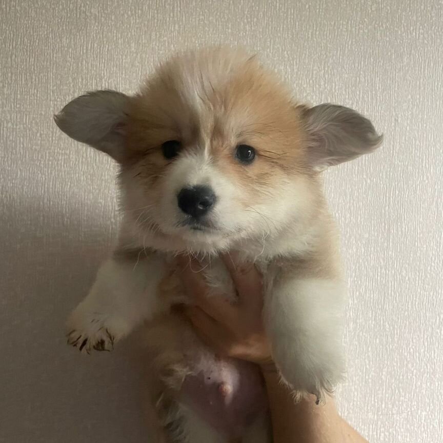 Продам замечательных коржиков