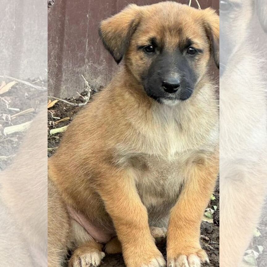 Щенок в добрые руки