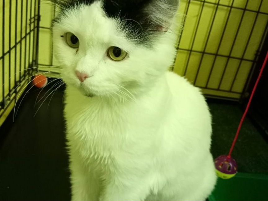 Котик Вовчик в добрые руки