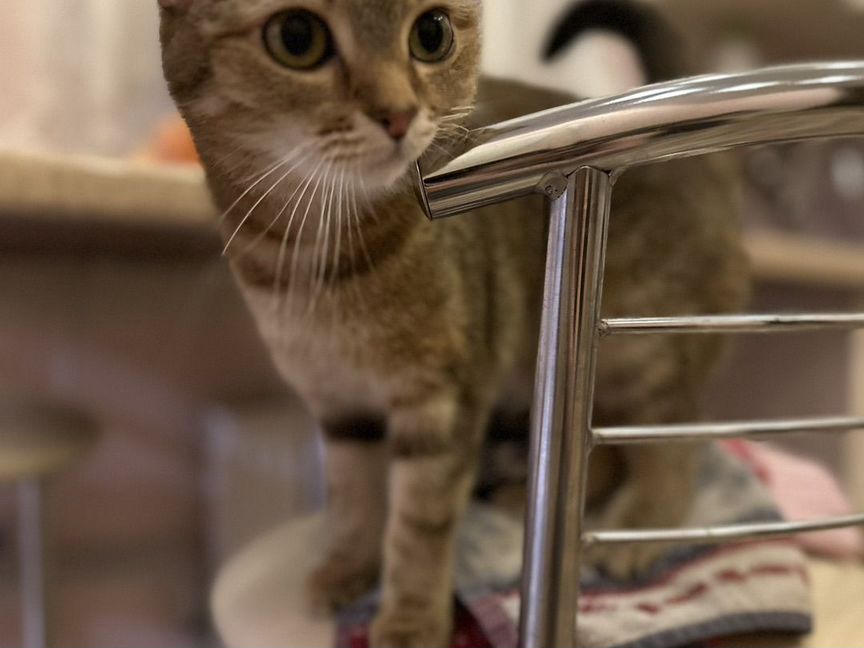 Кошки в добрые руки