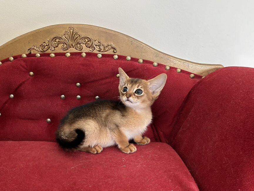 Абиссинская кошечка Анита