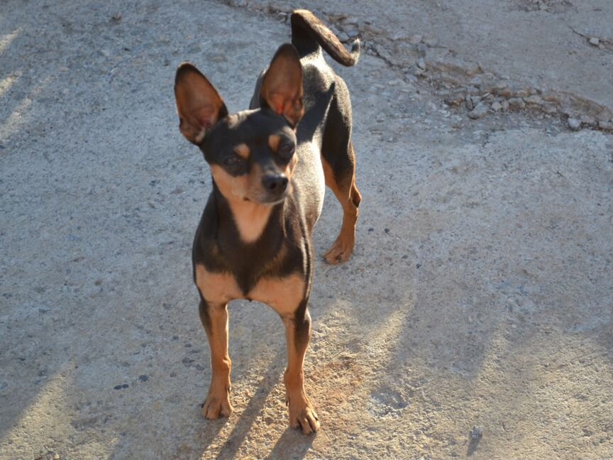 Приглашаем на вязку