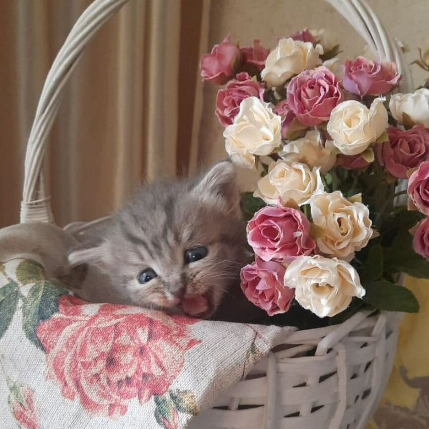 Котенок от породистой кошки