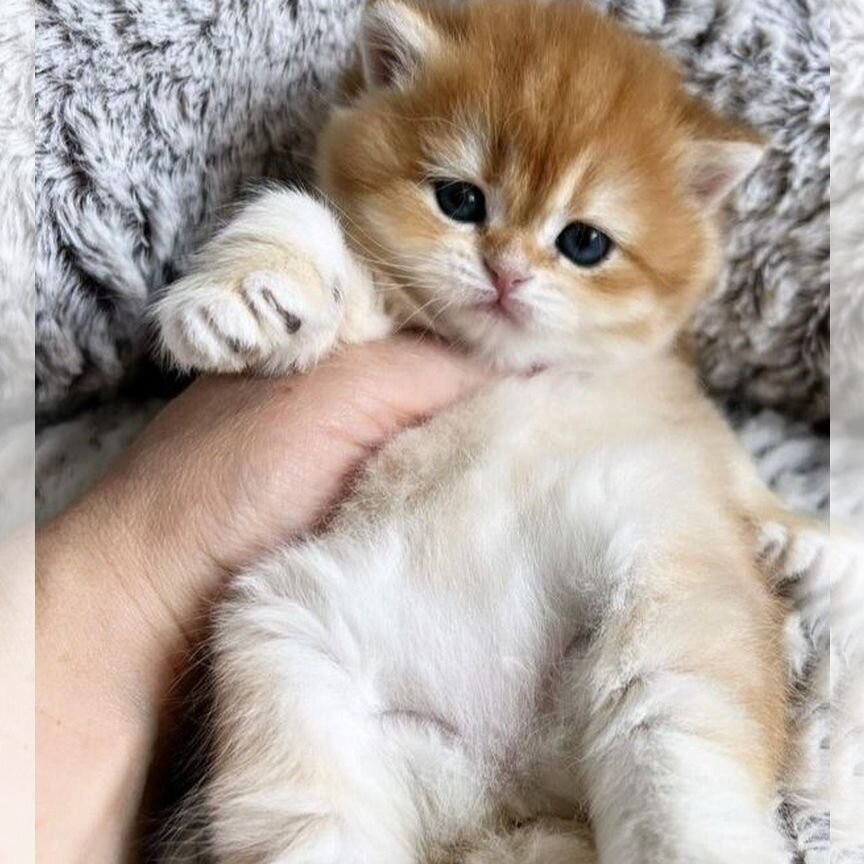 Котята британской тикированной шиншиллы