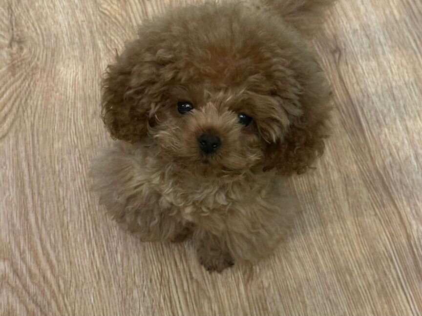 Той-пудель мини микро