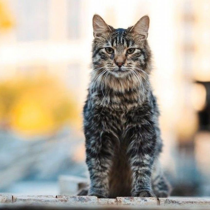 Неземной красоты кот живёт в клетке