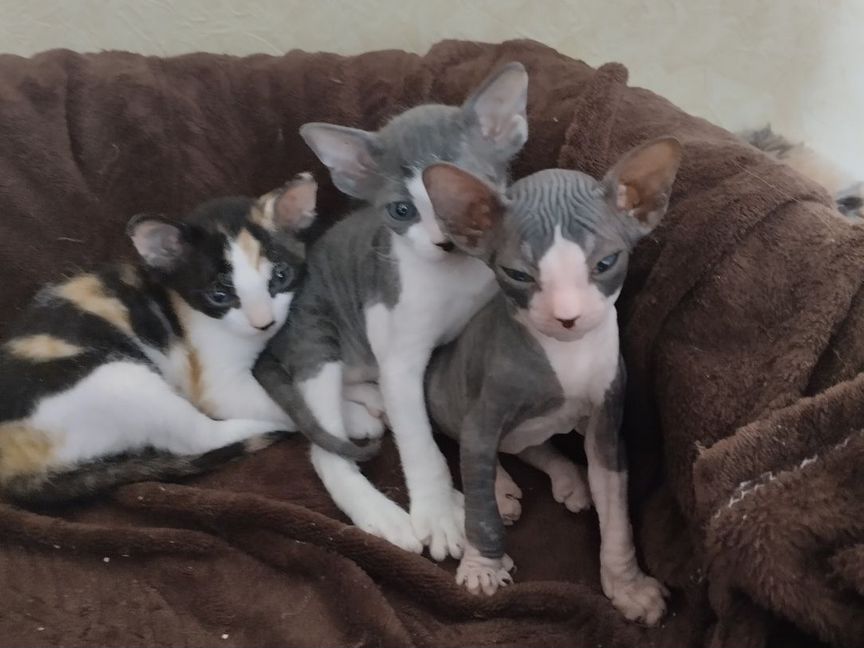 Донской сфинкс котята