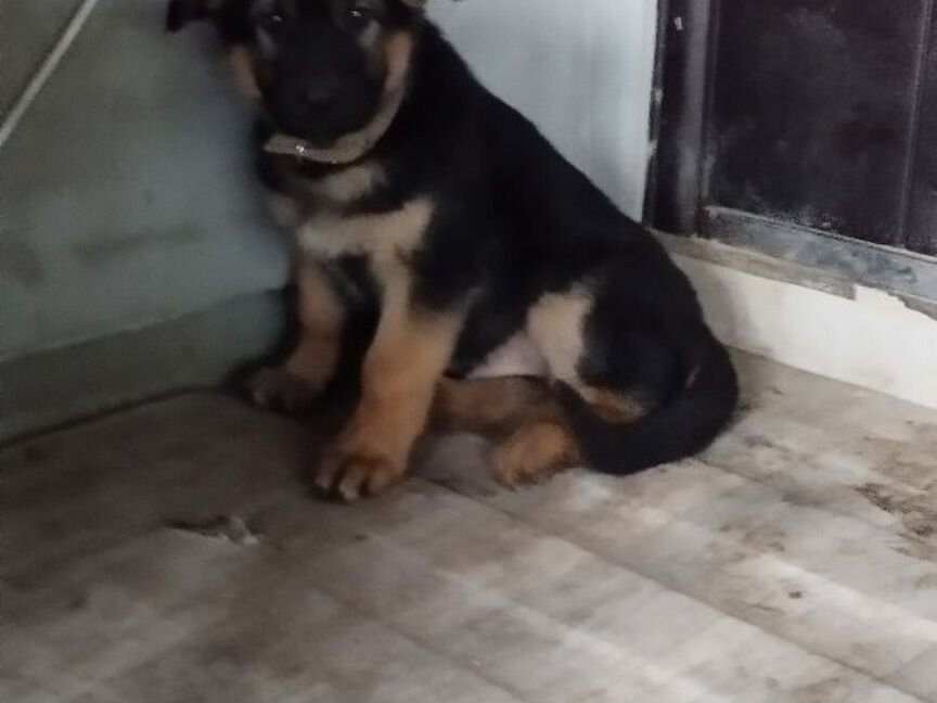 Щенки немецкой овчарки