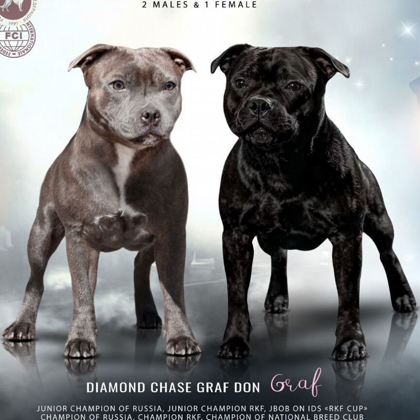 Стаффордширский бультерьер