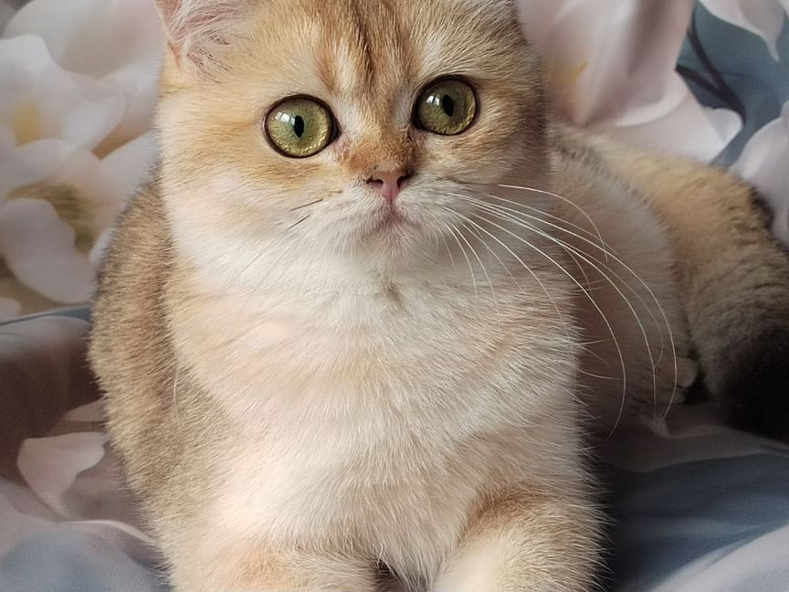 Британская золотая девочка