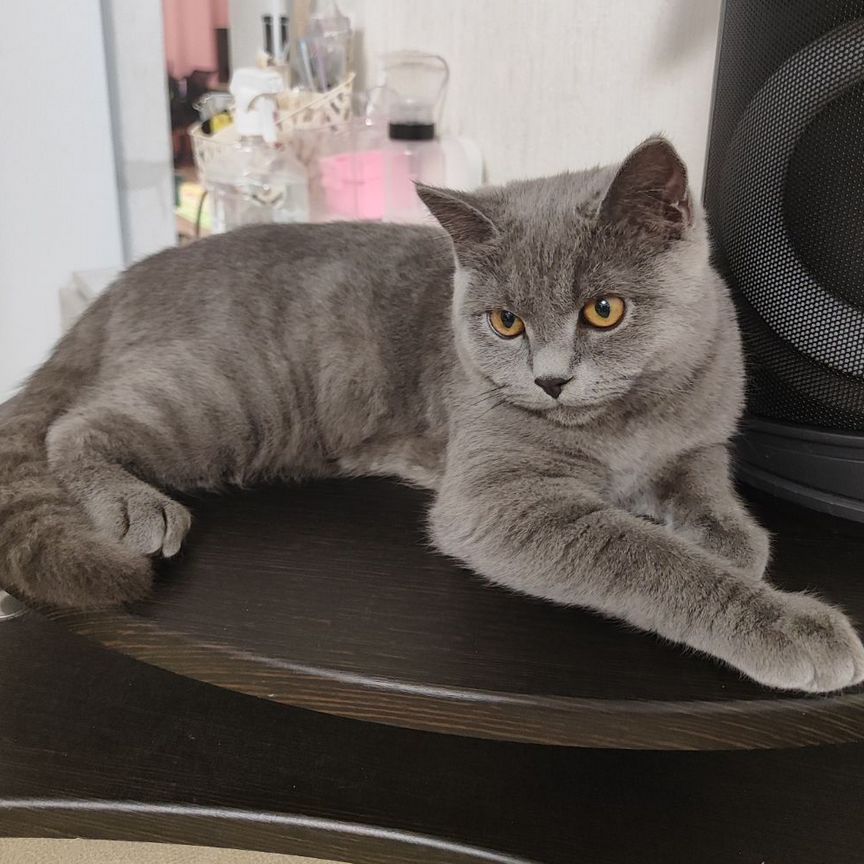 Британский котенок