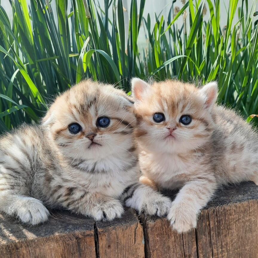 Шотландская