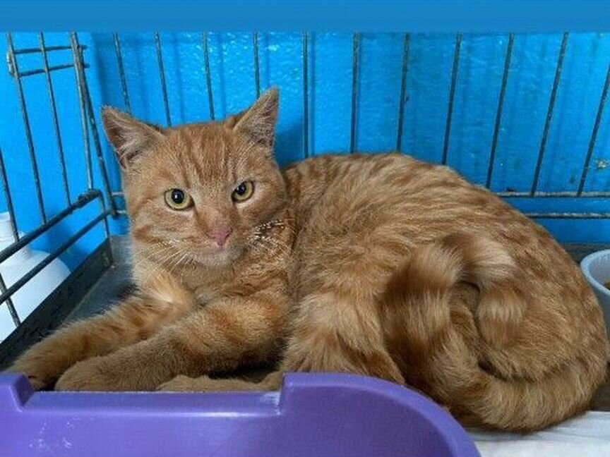 Рыжий полосатый кот