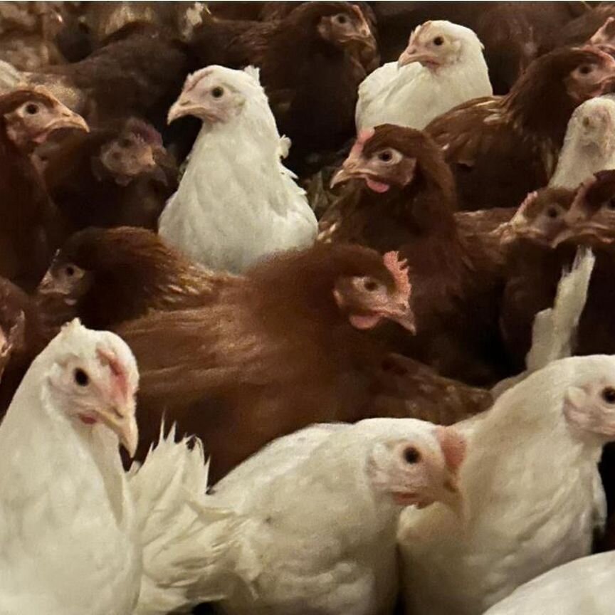 Куры молодки несушки